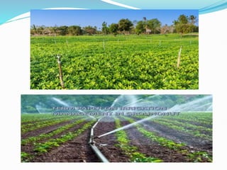 groundnut water management ppt 23.pptx