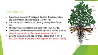 groundnut slide.pptx