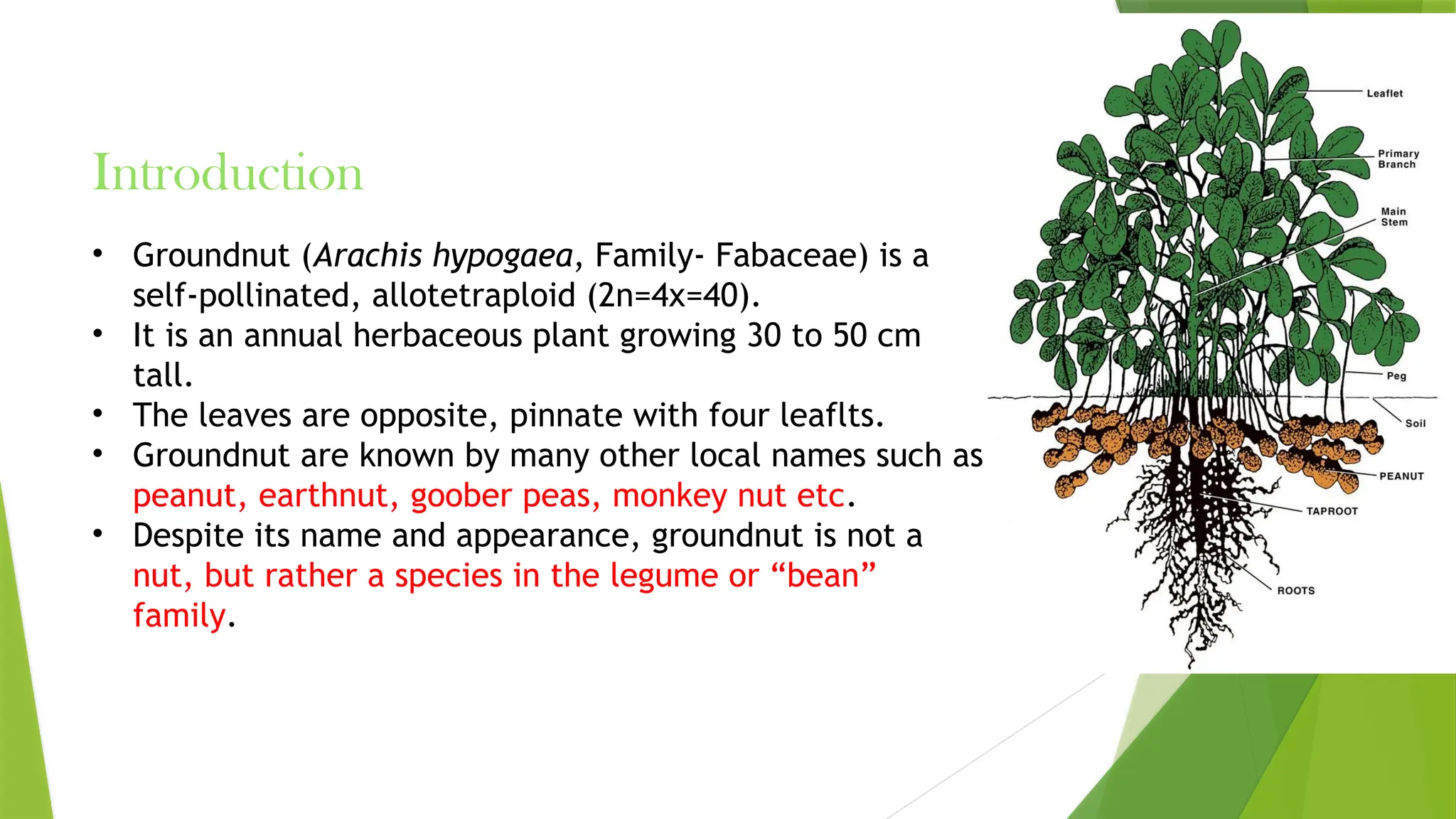 groundnut production and technology.pptx