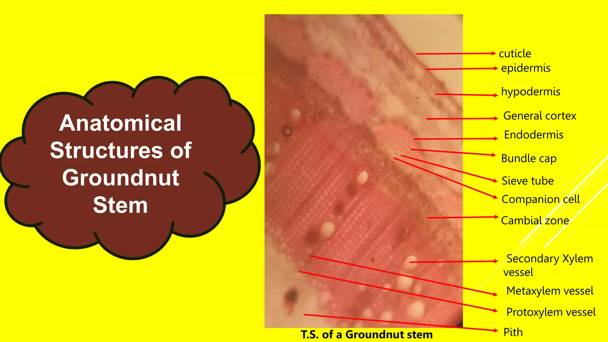 Groundnut stem anatomy.pptx | Gardening | Home & Garden