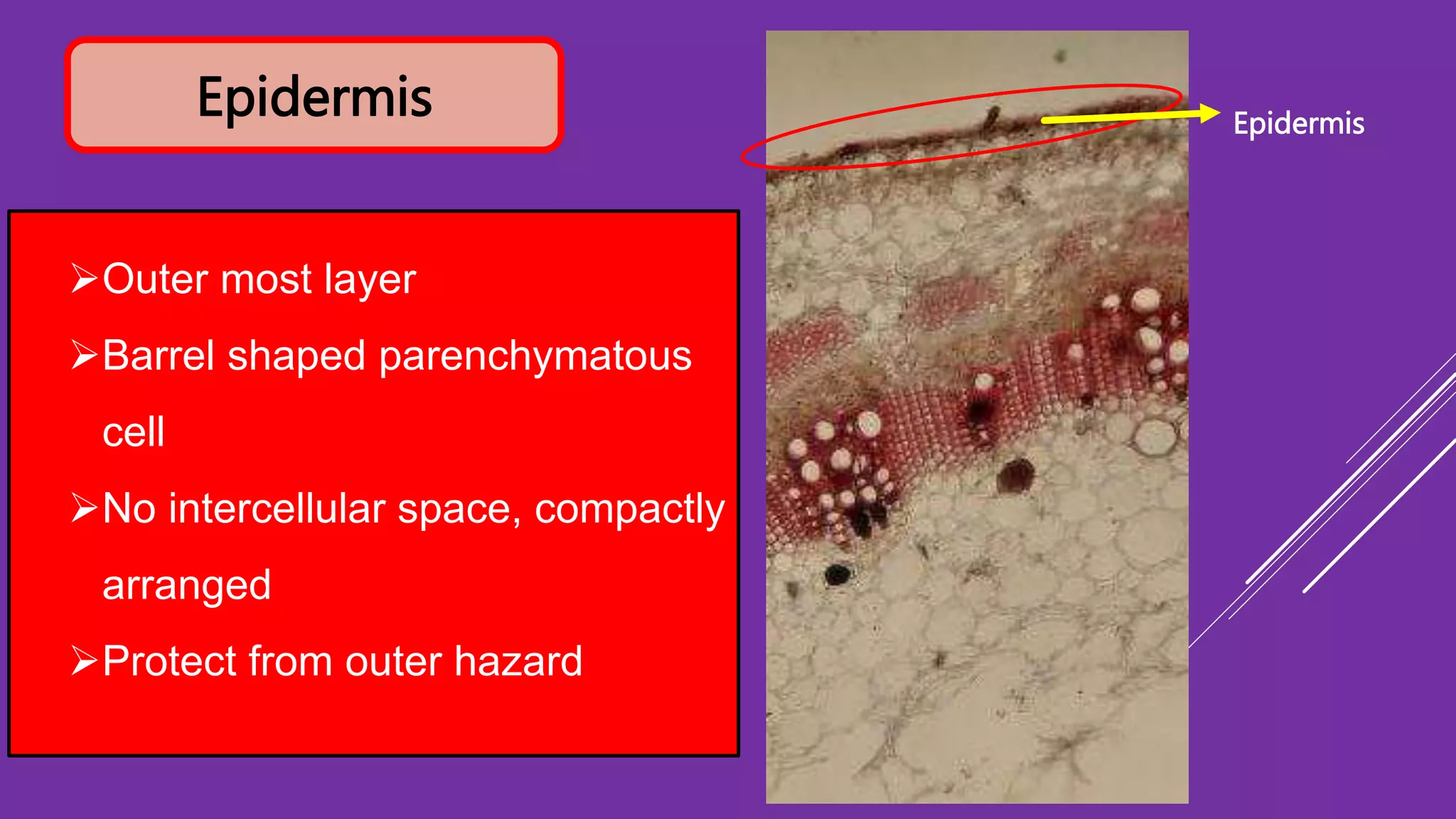 Groundnut stem anatomy.pptx | Gardening | Home & Garden