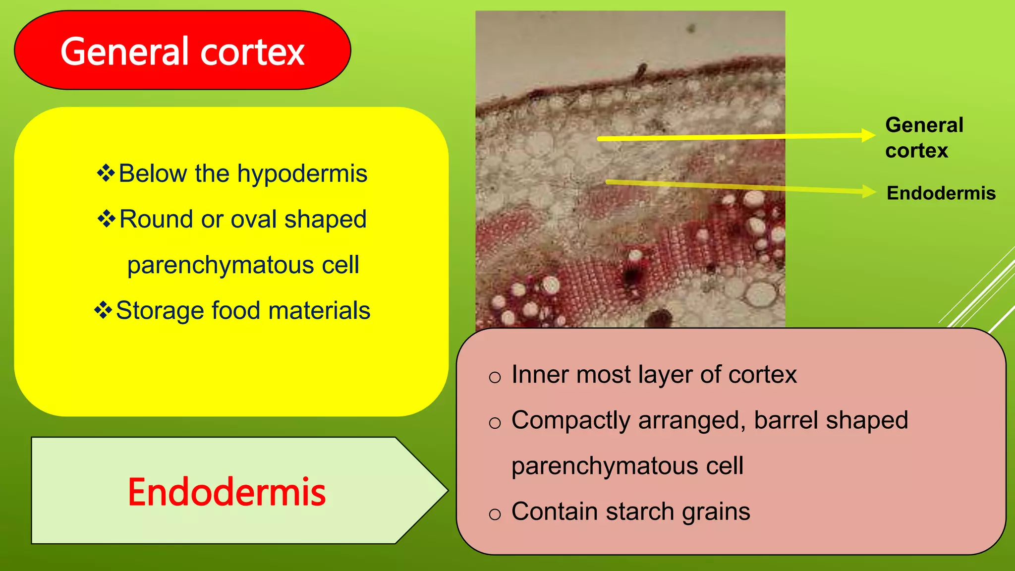 Groundnut stem anatomy.pptx | Gardening | Home & Garden