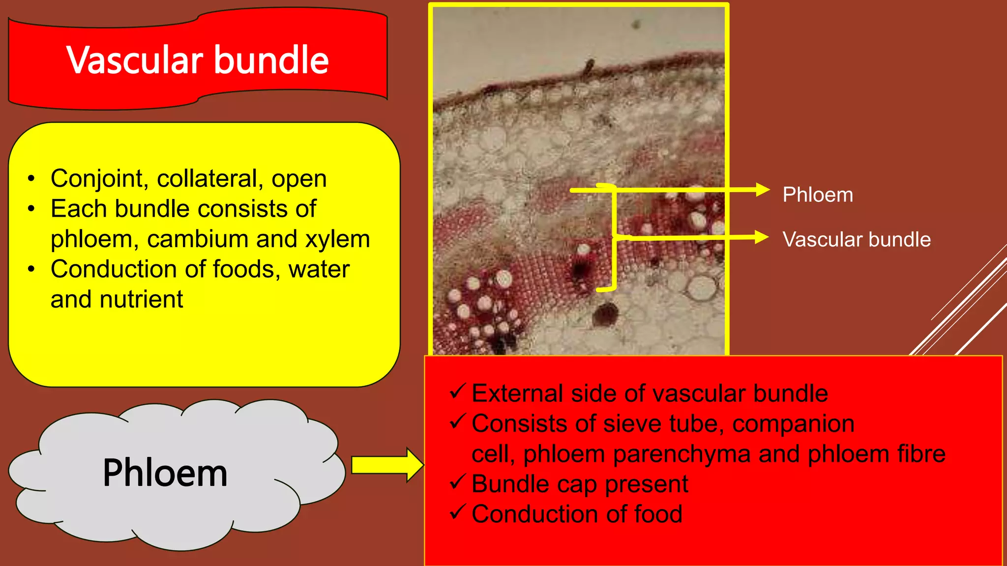 Groundnut stem anatomy.pptx | Gardening | Home & Garden