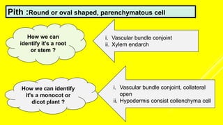 Groundnut stem anatomy.pptx | Gardening | Home & Garden