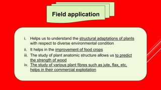 Groundnut stem anatomy.pptx