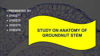 Groundnut stem anatomy.pptx | Gardening | Home & Garden