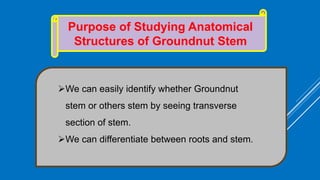 Groundnut stem anatomy.pptx | Gardening | Home & Garden