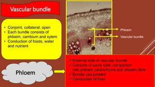 Groundnut stem anatomy.pptx | Gardening | Home & Garden
