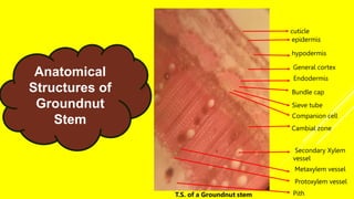 Groundnut stem anatomy.pptx
