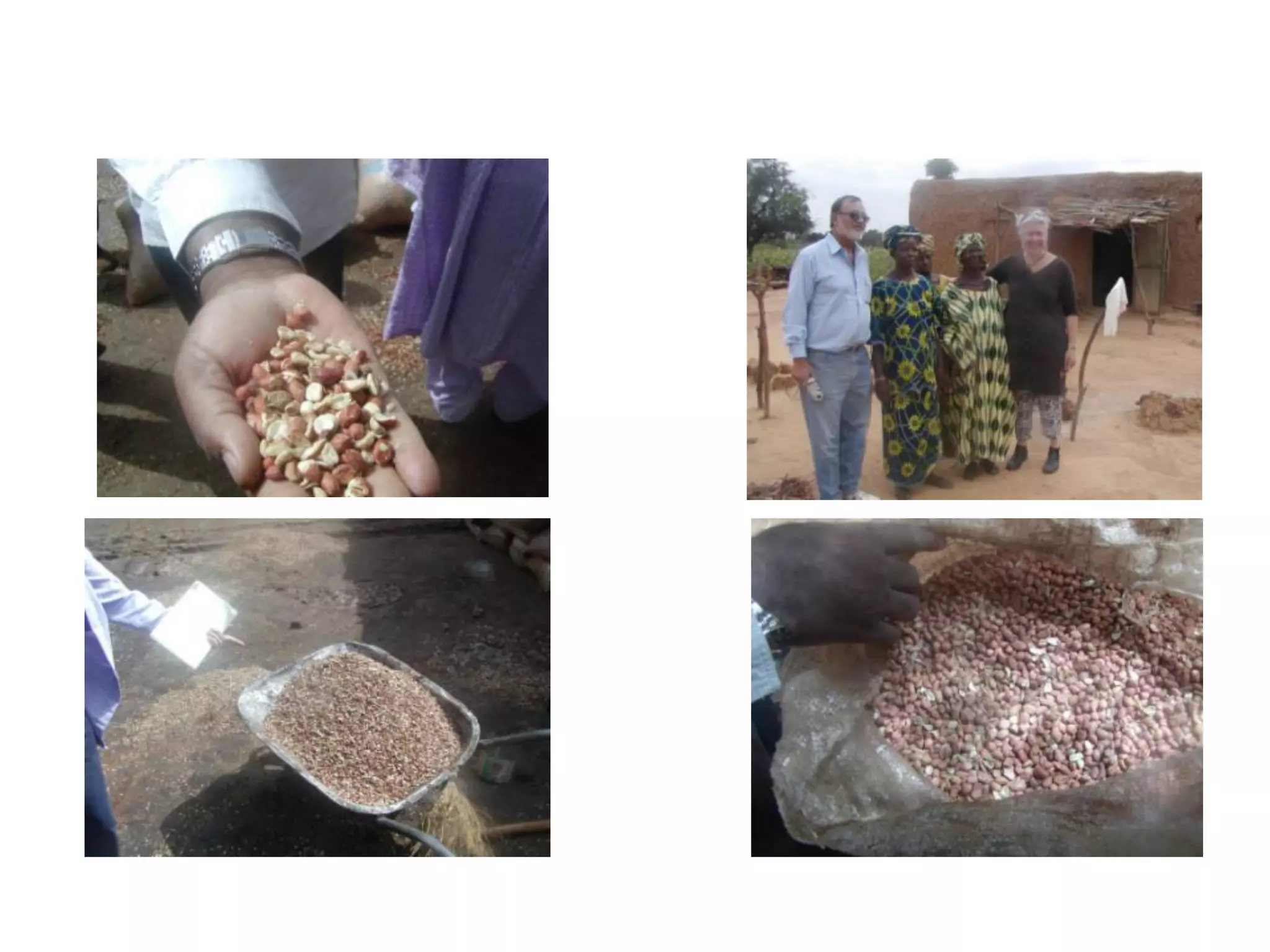 Groundnut value chain analysis in mali | PDF | Agriculture | Industries