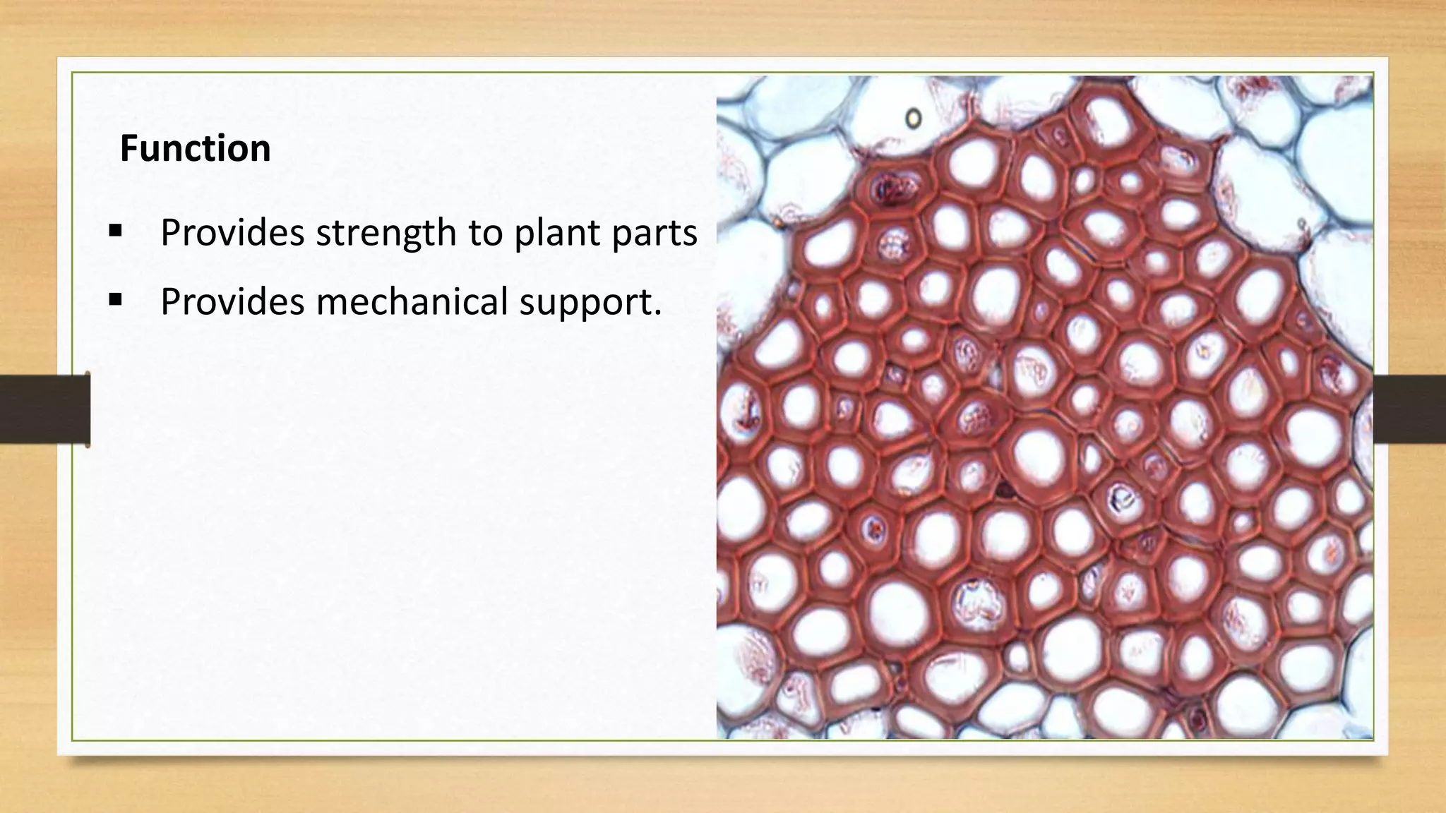 Ground tissue | PPTX