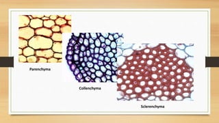 Ground tissue | PPTX