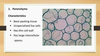 Ground tissue | PPTX
