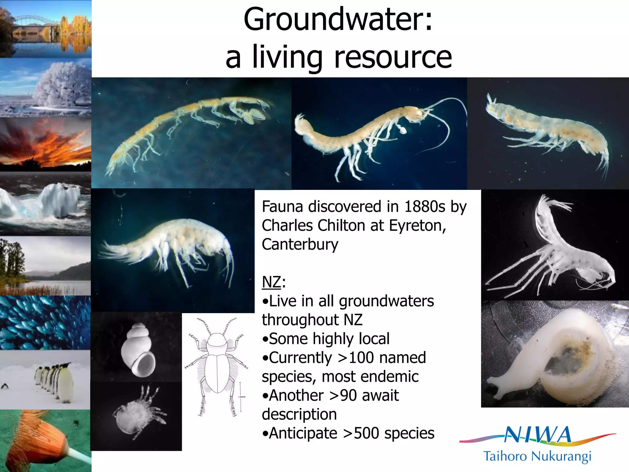 Groundwater: a living resource - Graham Fenwick | PDF