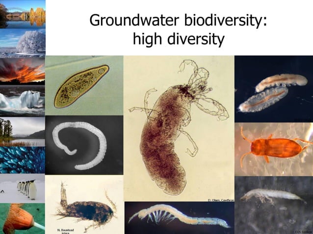 Groundwater: a living resource - Graham Fenwick | PDF