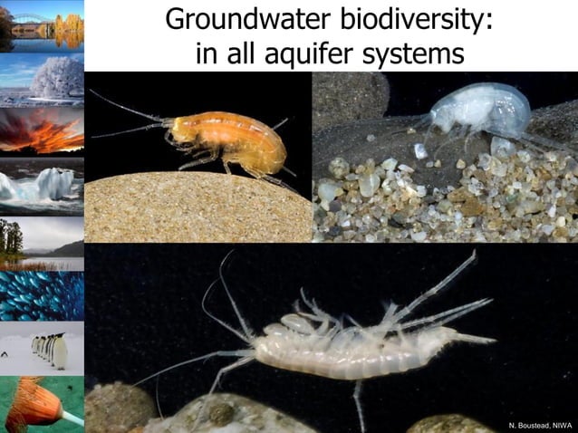 Groundwater: a living resource - Graham Fenwick | PPT