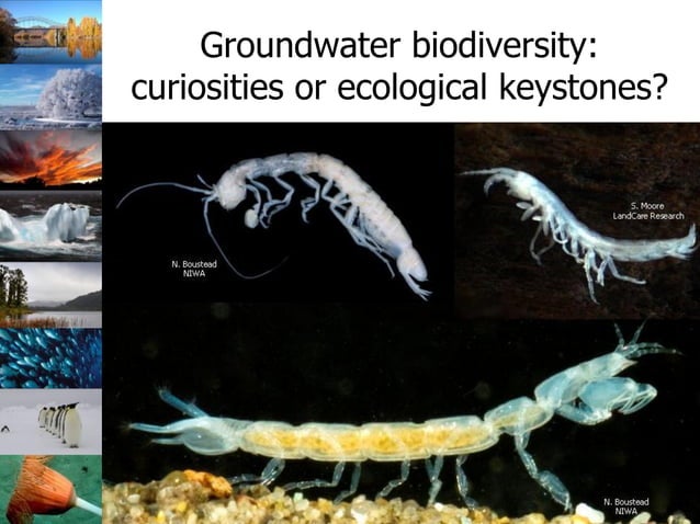 Groundwater: a living resource - Graham Fenwick | PDF