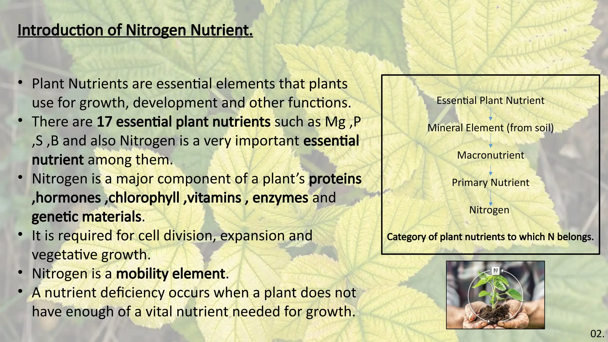 Nitrogen deficiency in plants final.pptx