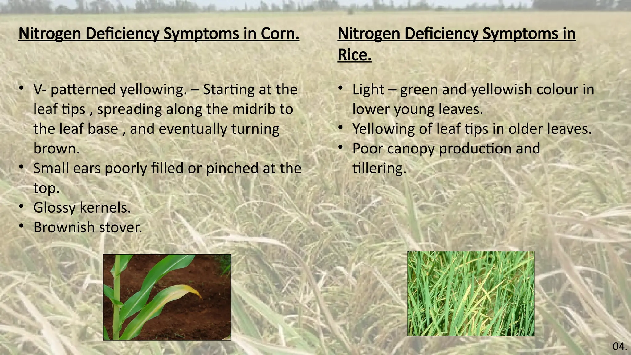 Nitrogen deficiency in plants final.pptx