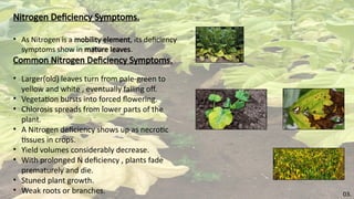 Nitrogen deficiency in plants final.pptx