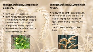 Nitrogen deficiency in plants final.pptx