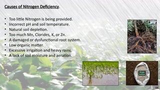 Nitrogen deficiency in plants final.pptx