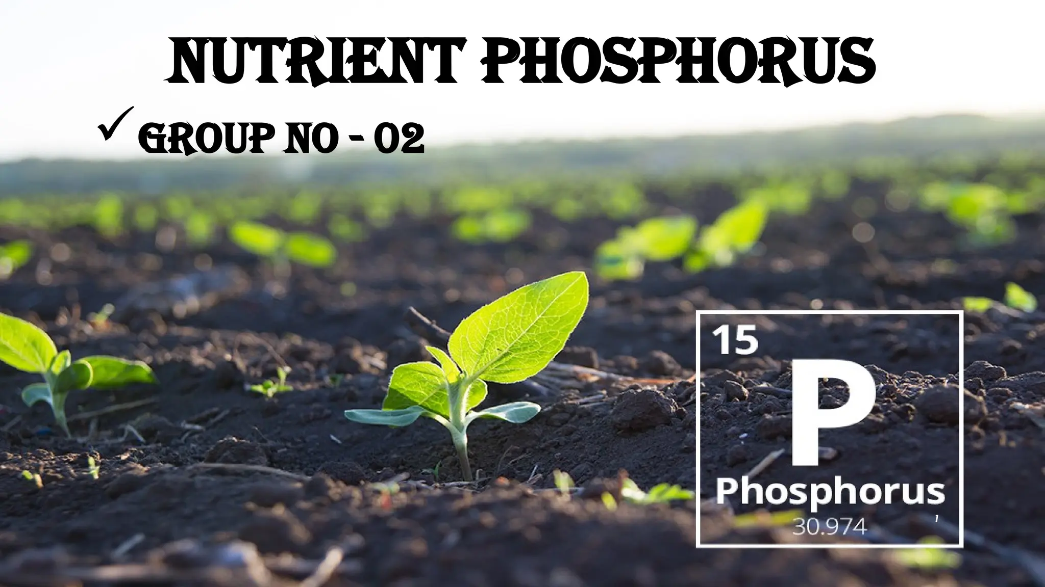 Phosphorous Deficiency in plants final.pptx