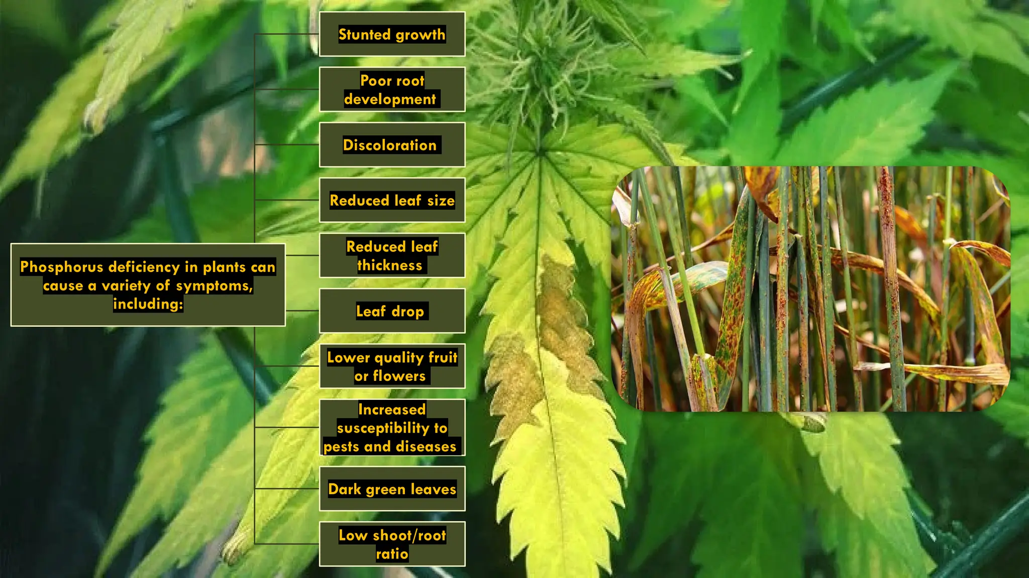 Phosphorous Deficiency in plants final.pptx