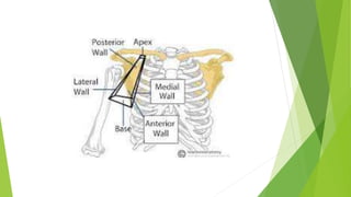 Axilla of human body | PPT