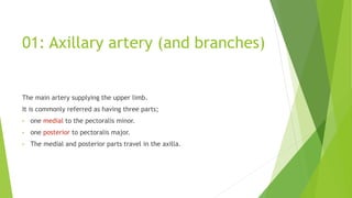 Axilla of human body | PPT