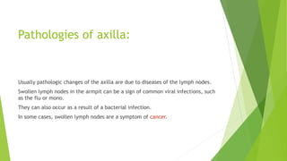 Axilla of human body | PPT
