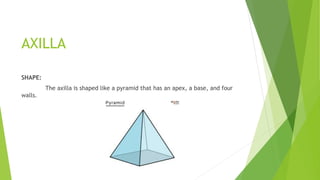 Axilla of human body | PPT