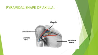 Axilla of human body | PPT