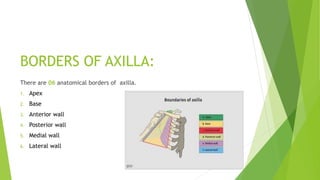 Axilla of human body | PPT