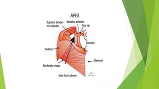 Axilla of human body | PPT | Free Download