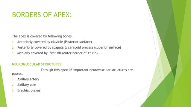Axilla of human body | PPT