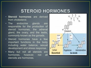 Endocrine System And Steroids