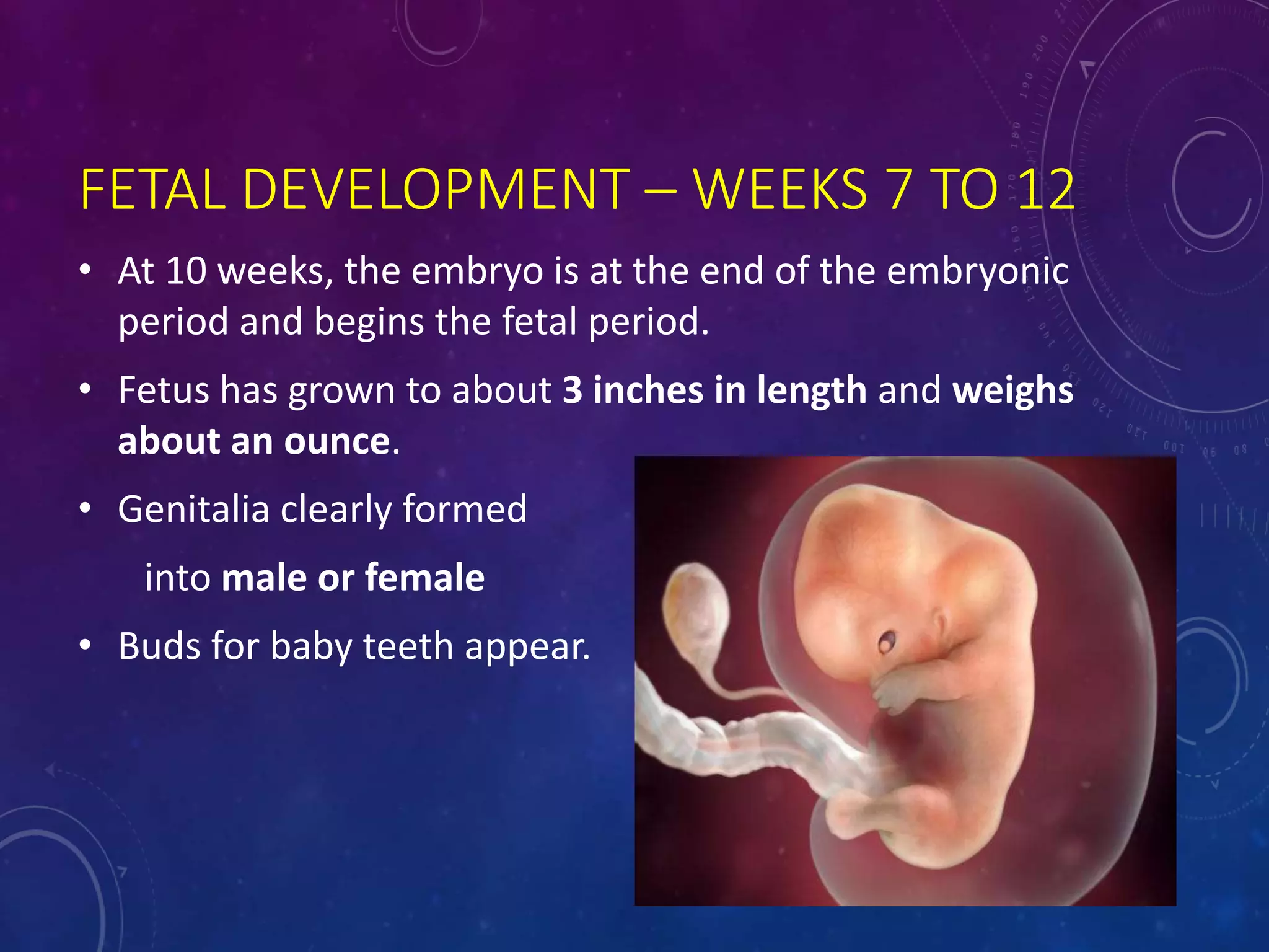 Embro development : Physiology of pregnancy | PPTX