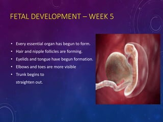 Embro development : Physiology of pregnancy | PPTX