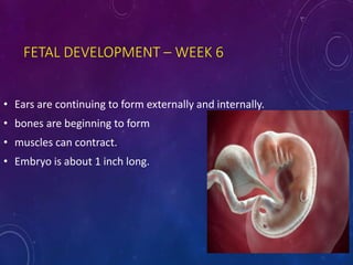 Embro development : Physiology of pregnancy | PPTX