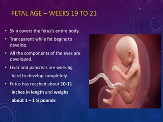 Embro development : Physiology of pregnancy | PPT