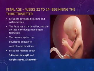Embro development : Physiology of pregnancy | PPTX