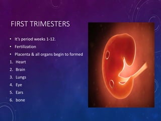 Embro development : Physiology of pregnancy | PPTX