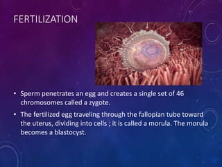 Embro development : Physiology of pregnancy | PPTX