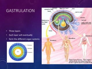 Embro development : Physiology of pregnancy | PPTX