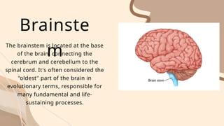 THE BRAIN AND LIMBIC SYSTEM – PARTS AND FUNCTION | PPTX