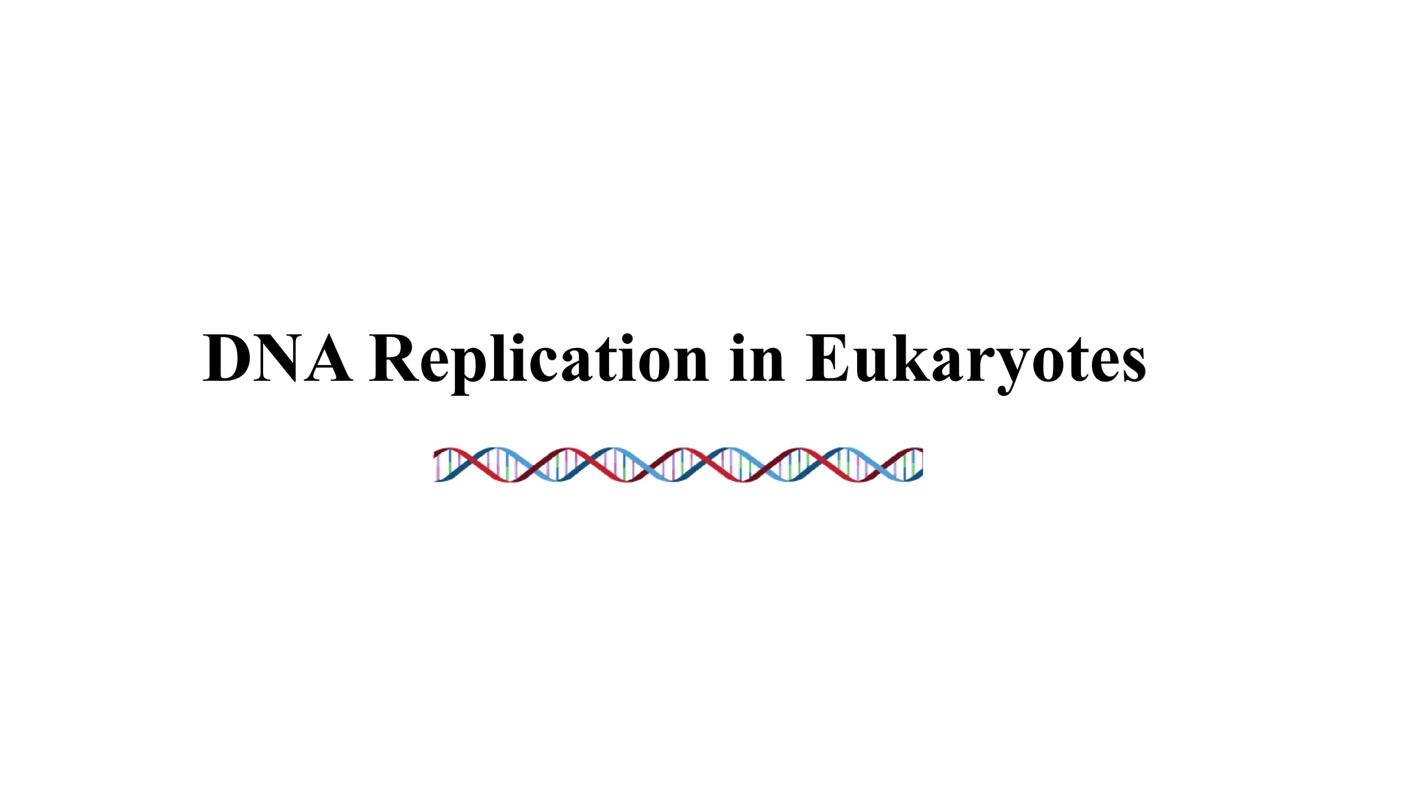 Dna Replication In Eukaryotes Initiation Elongation Termination