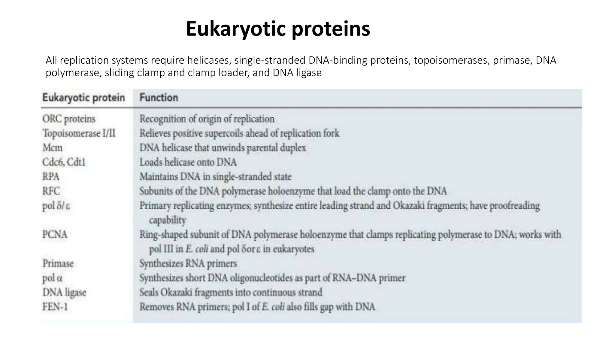 Dna Replication In Eukaryotes Initiation Elongation Termination