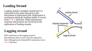 DNA Replication in Eukaryotes (initiation-elongation-termination) | PPTX