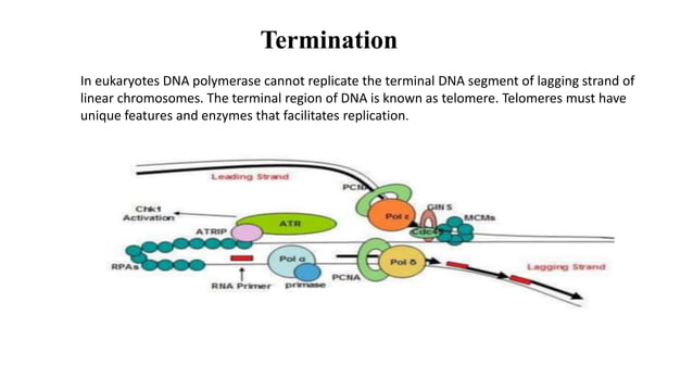 DNA Replication in Eukaryotes (initiation-elongation-termination ...